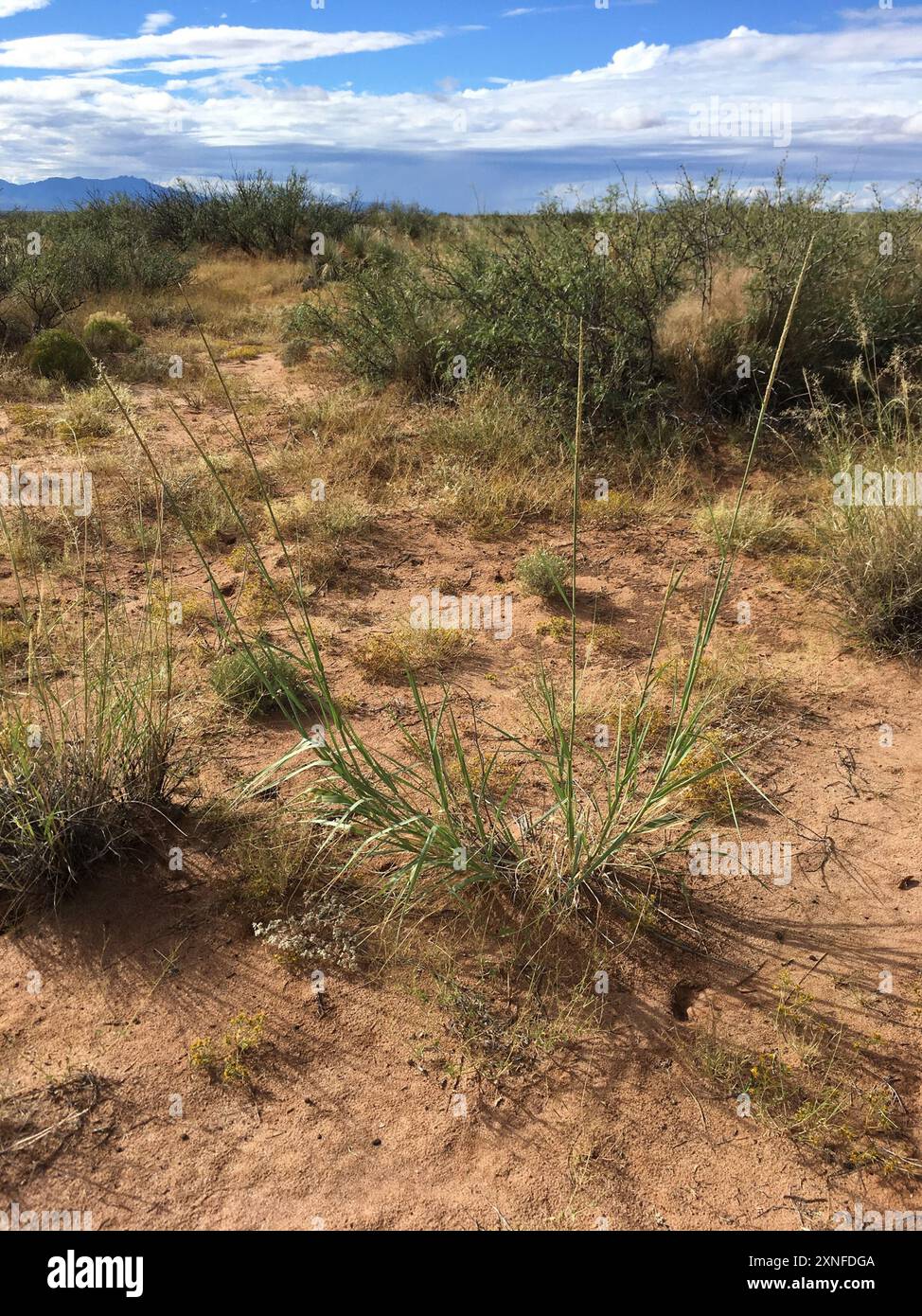 Giant Dropseed (Sporobolus giganteus) Plantae Stock Photo - Alamy
