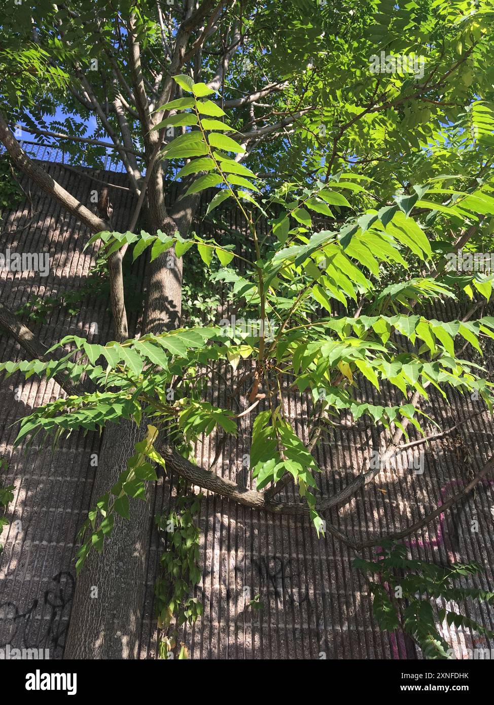 tree-of-heaven (Ailanthus altissima) Plantae Stock Photo - Alamy