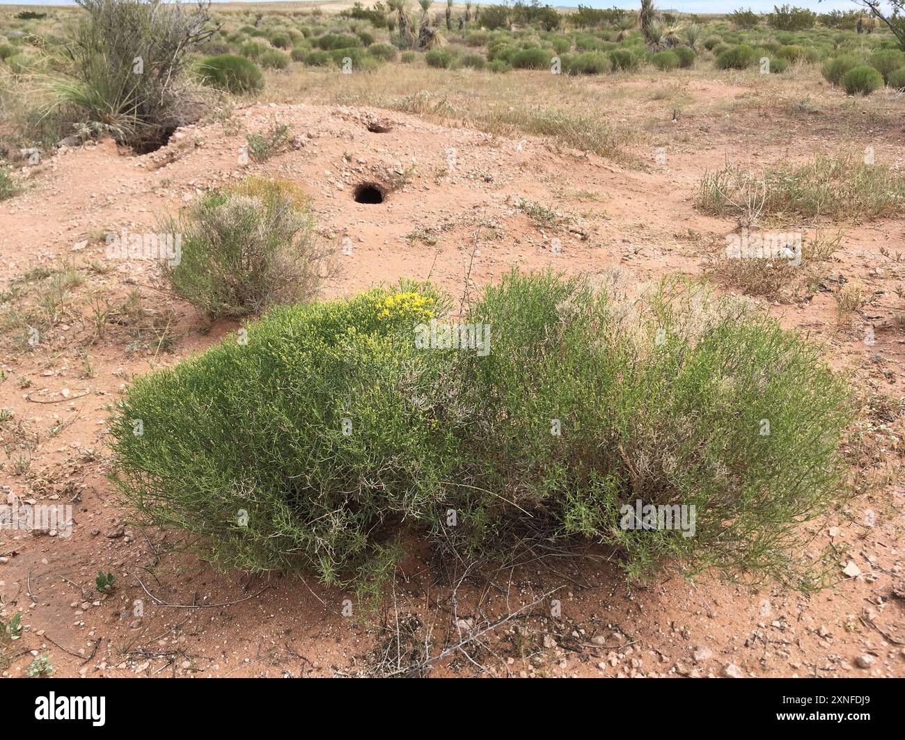 Broom Snakeweed (Gutierrezia sarothrae) Plantae Stock Photo - Alamy