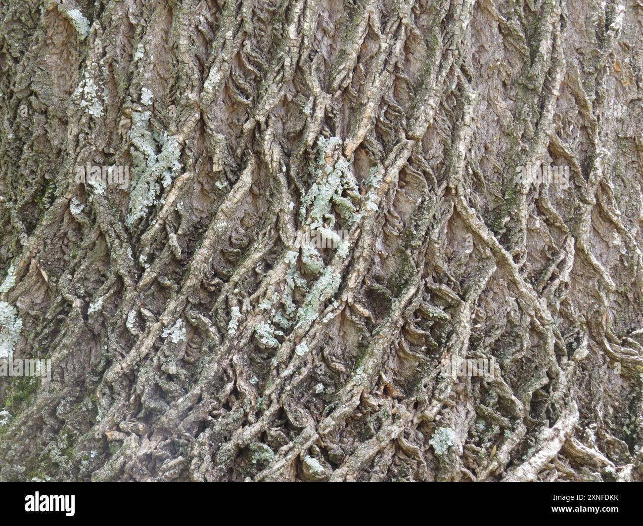 vascular plants (Tracheophyta) Plantae Stock Photo - Alamy