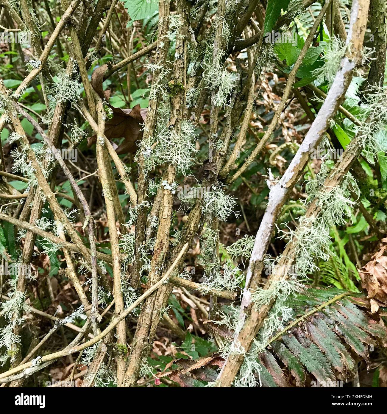 Bristly Beard Lichen (Usnea hirta) Fungi Stock Photo - Alamy