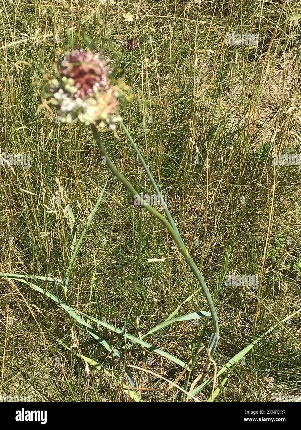 wild garlic (Allium vineale) Plantae Stock Photo - Alamy