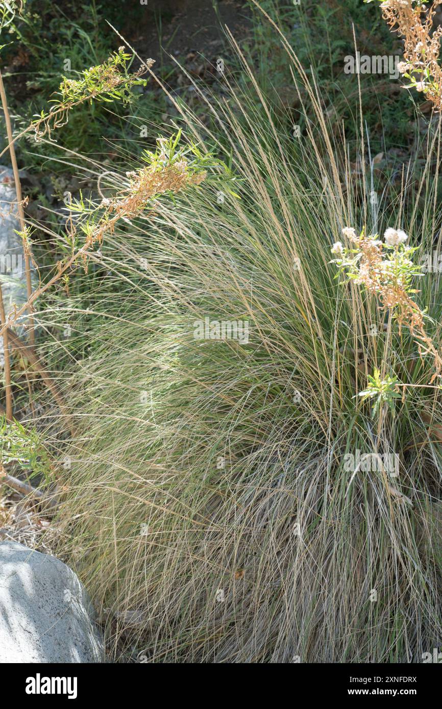 deergrass (Muhlenbergia rigens) Plantae Stock Photo - Alamy