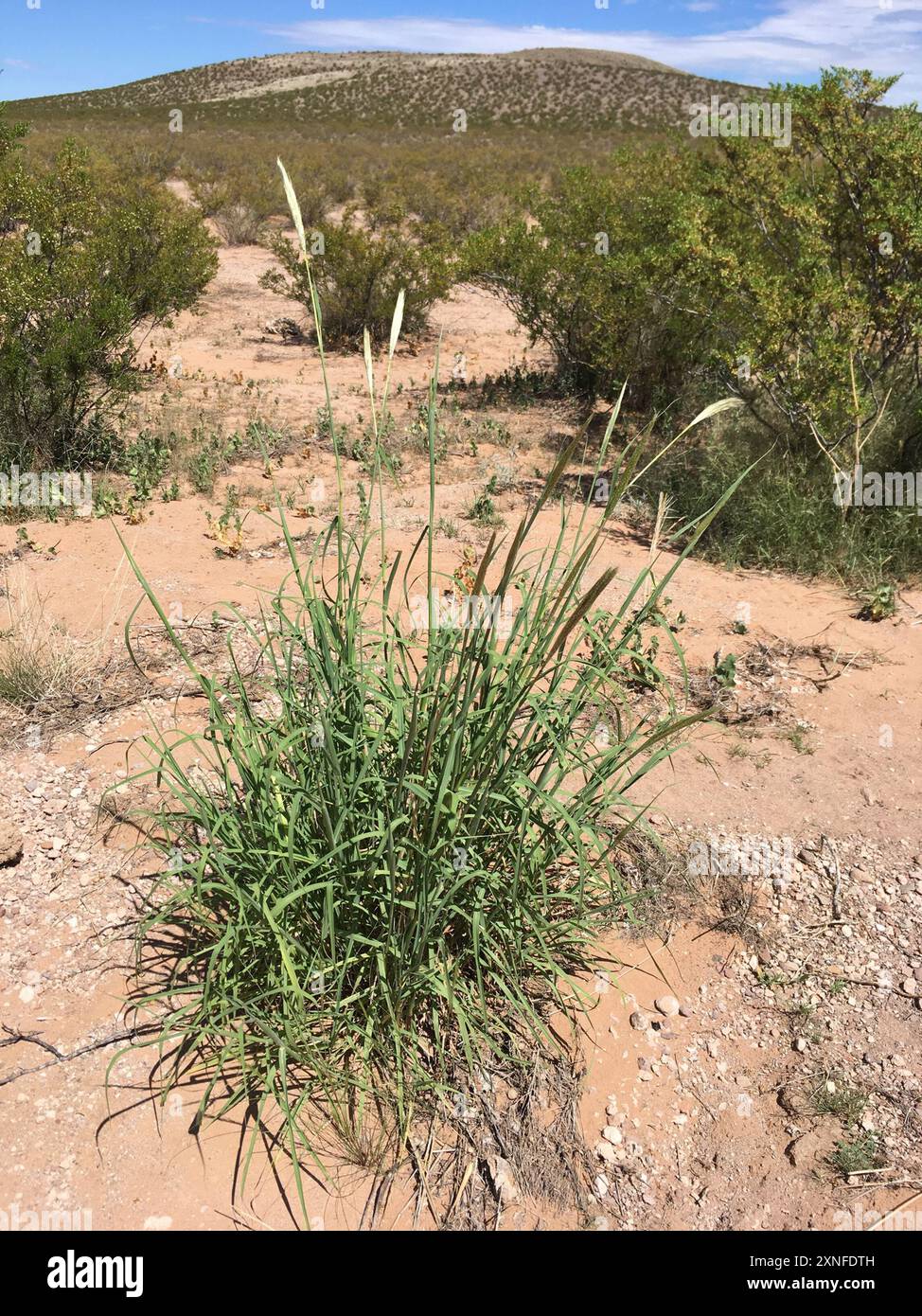 Cane Bluestem (Bothriochloa barbinodis) Plantae Stock Photo - Alamy