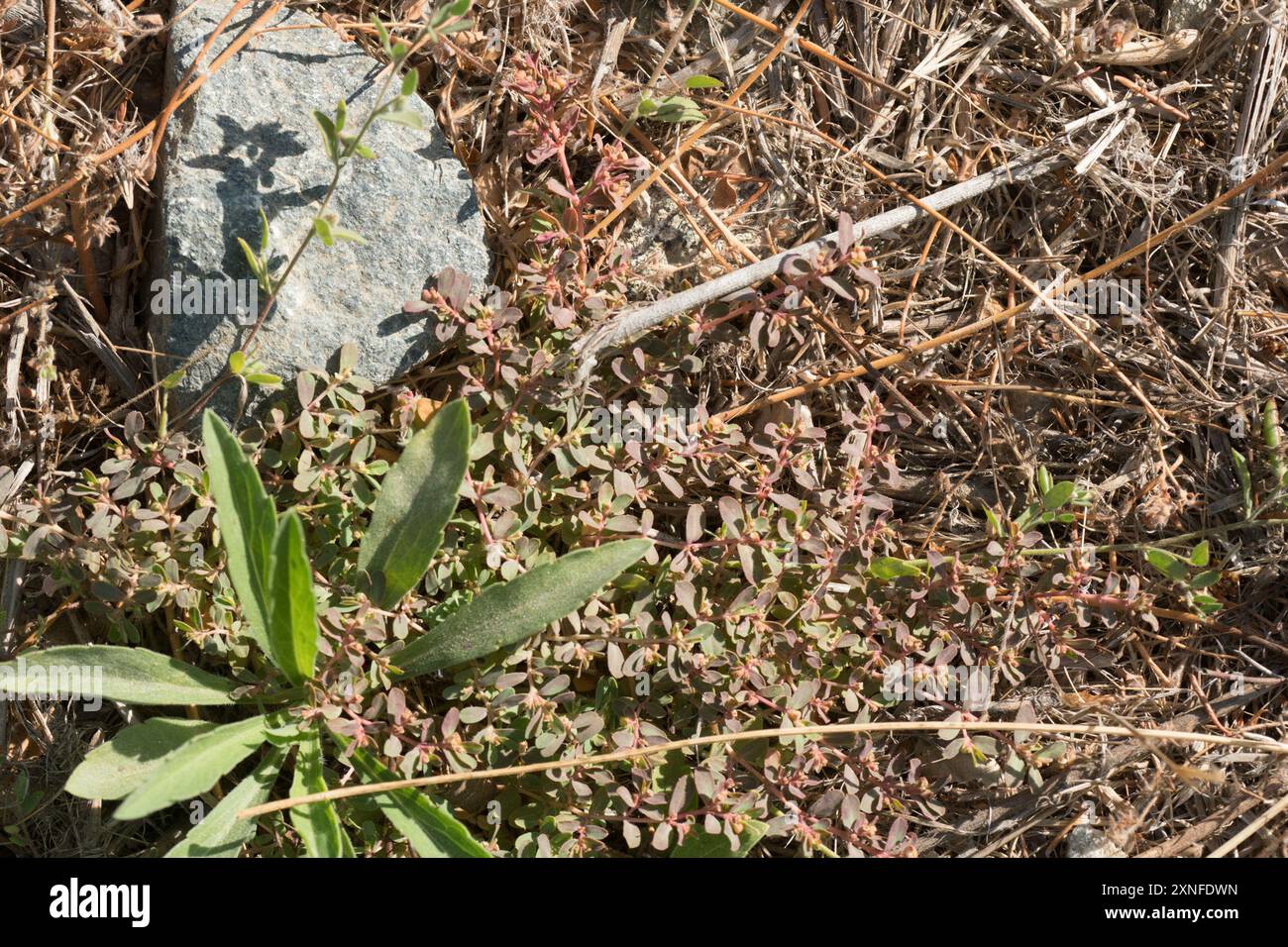 Thymeleaf Sandmat (Euphorbia serpillifolia) Plantae Stock Photo - Alamy