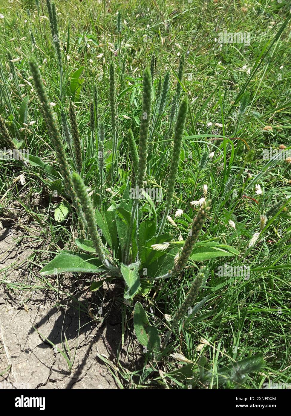 dwarf plantain (Plantago virginica) Plantae Stock Photo - Alamy