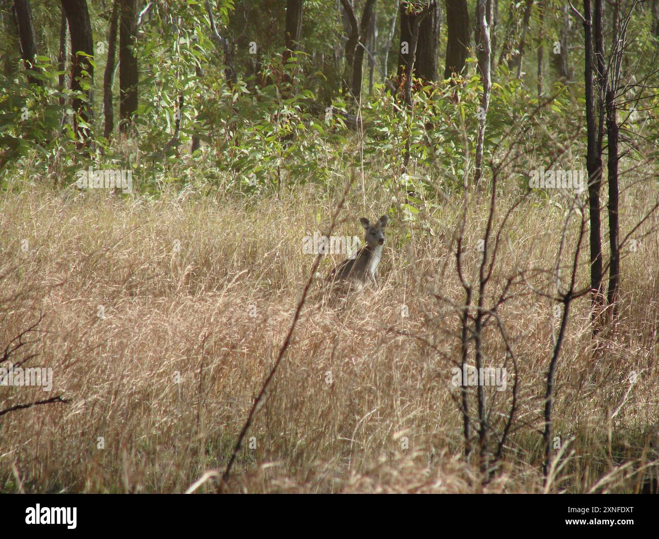 Common Wallaroo (Osphranter robustus) Mammalia Stock Photo - Alamy