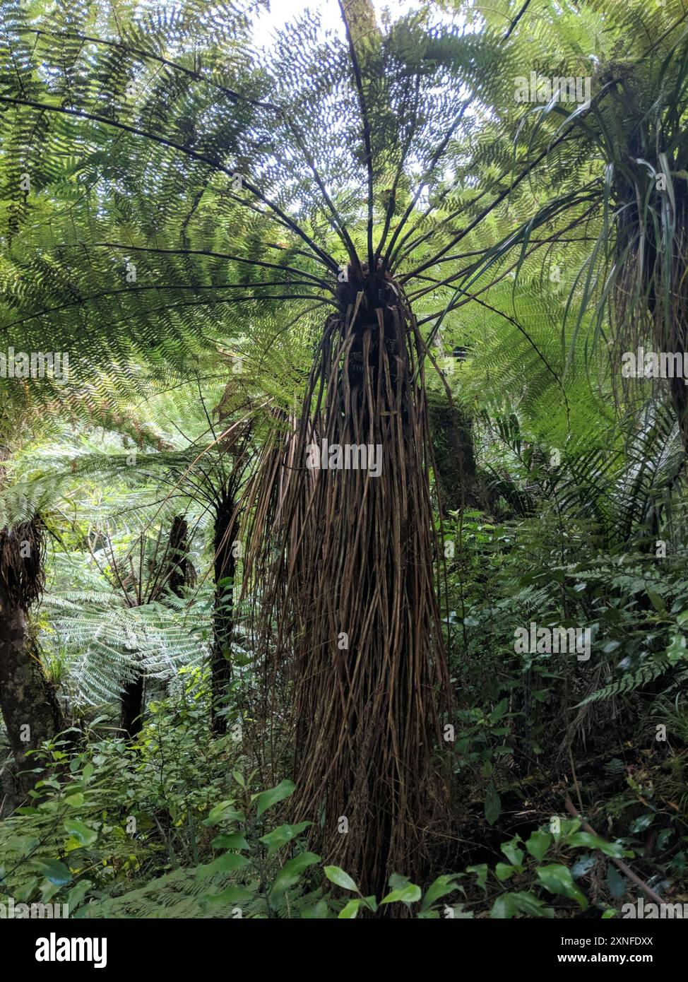 Smith's tree fern (Cyathea smithii) Plantae Stock Photo - Alamy
