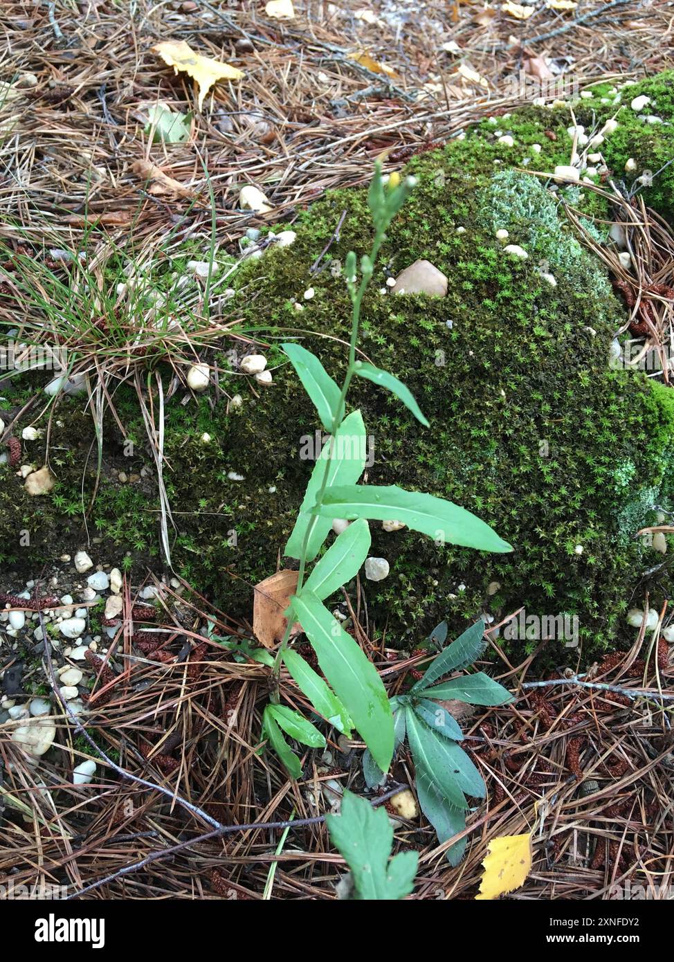 plants (Plantae) Plantae Stock Photo - Alamy