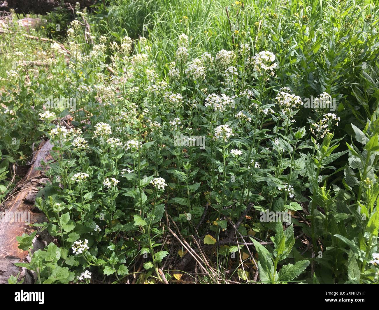 heartleaf bittercress (Cardamine cordifolia) Plantae Stock Photo - Alamy