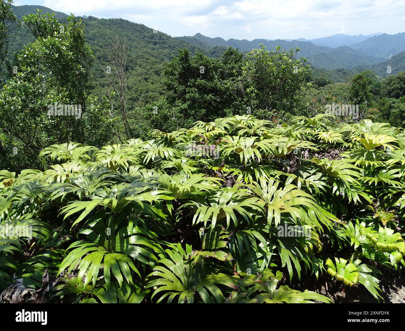 Broad-leaf Fern (Dipteris conjugata) Plantae Stock Photo - Alamy