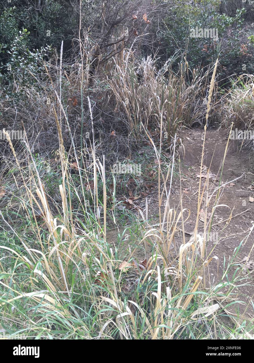 giant wild rye (Leymus condensatus) Plantae Stock Photo - Alamy