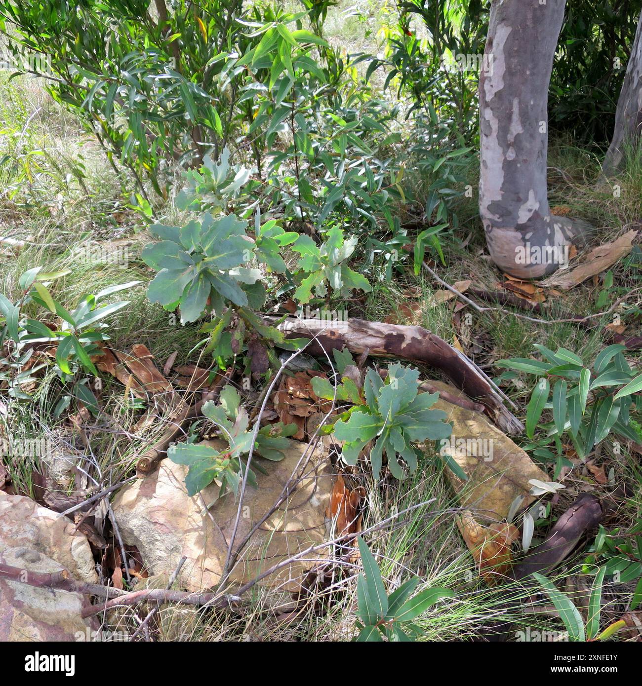 Wagon Tree (Protea nitida) Plantae Stock Photo - Alamy