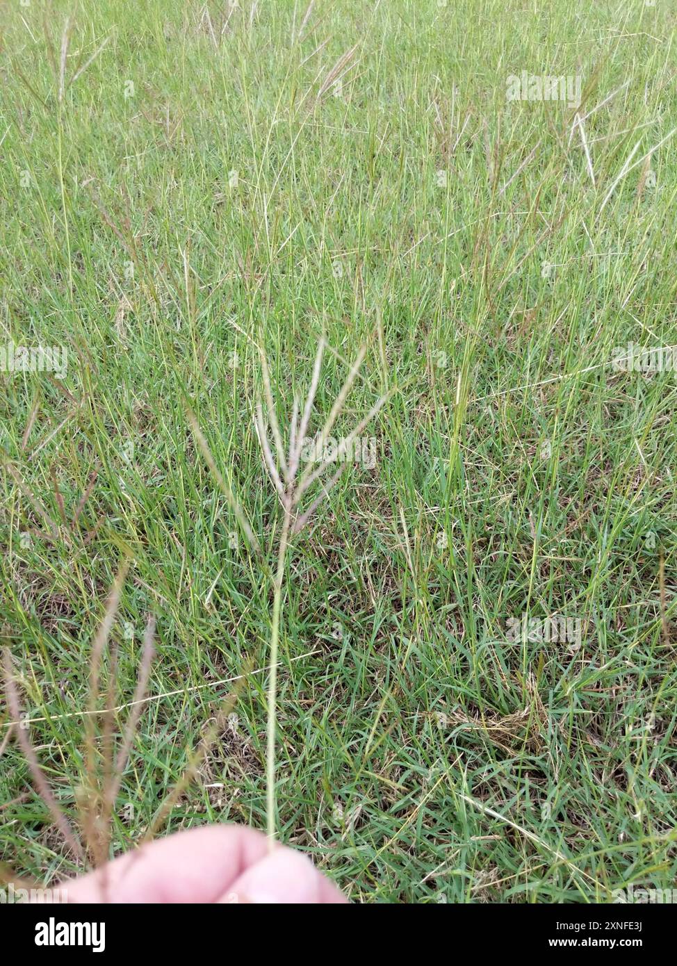 King Ranch bluestem (Bothriochloa ischaemum) Plantae Stock Photo - Alamy