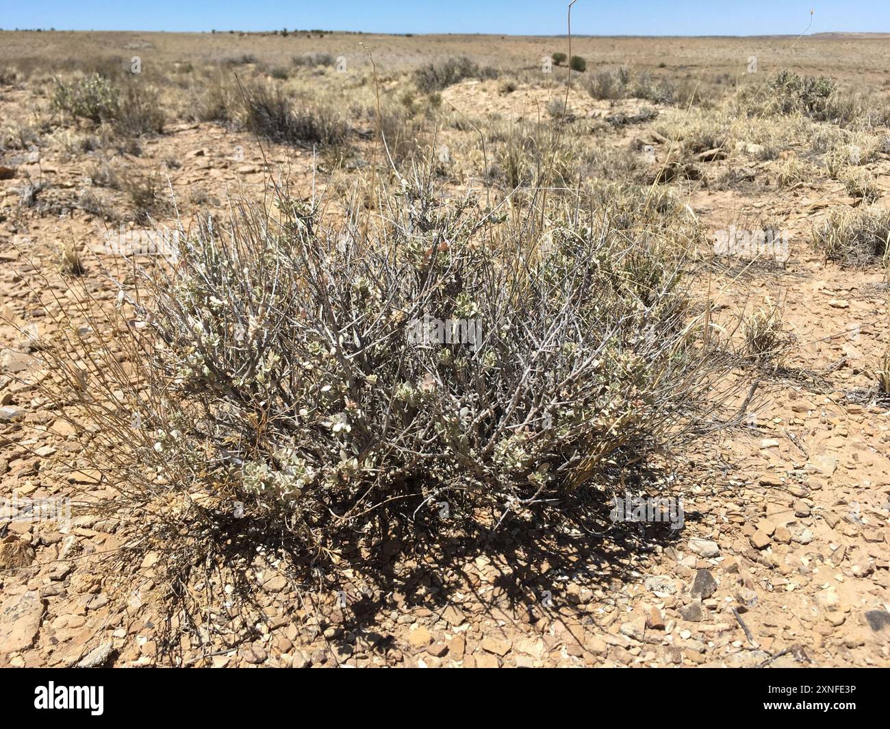Shadscale Saltbush (Atriplex confertifolia) Plantae Stock Photo - Alamy