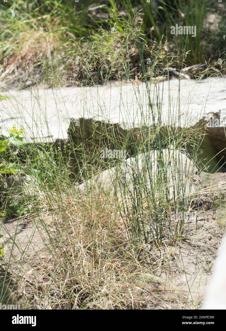 Smilo Grass (Oloptum miliaceum) Plantae Stock Photo - Alamy