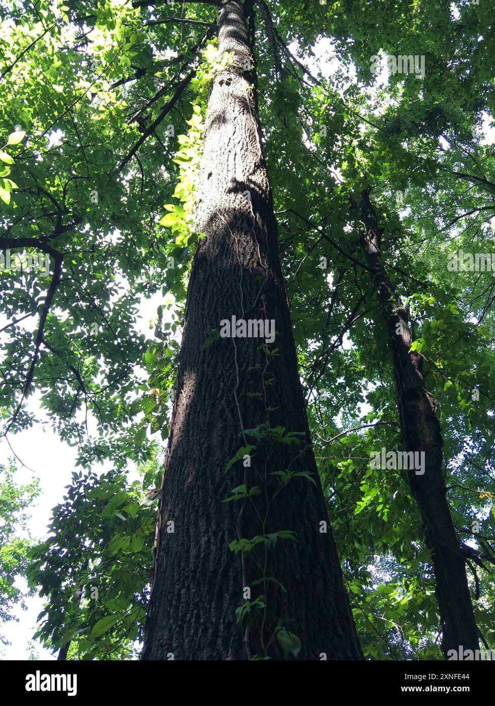 pumpkin ash (Fraxinus profunda) Plantae Stock Photo - Alamy