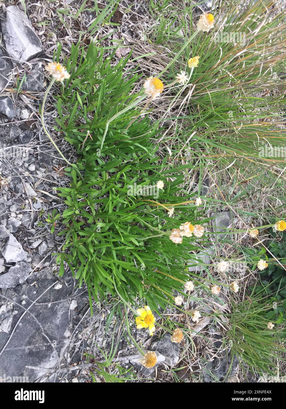 lakeside daisy (Tetraneuris herbacea) Plantae Stock Photo - Alamy