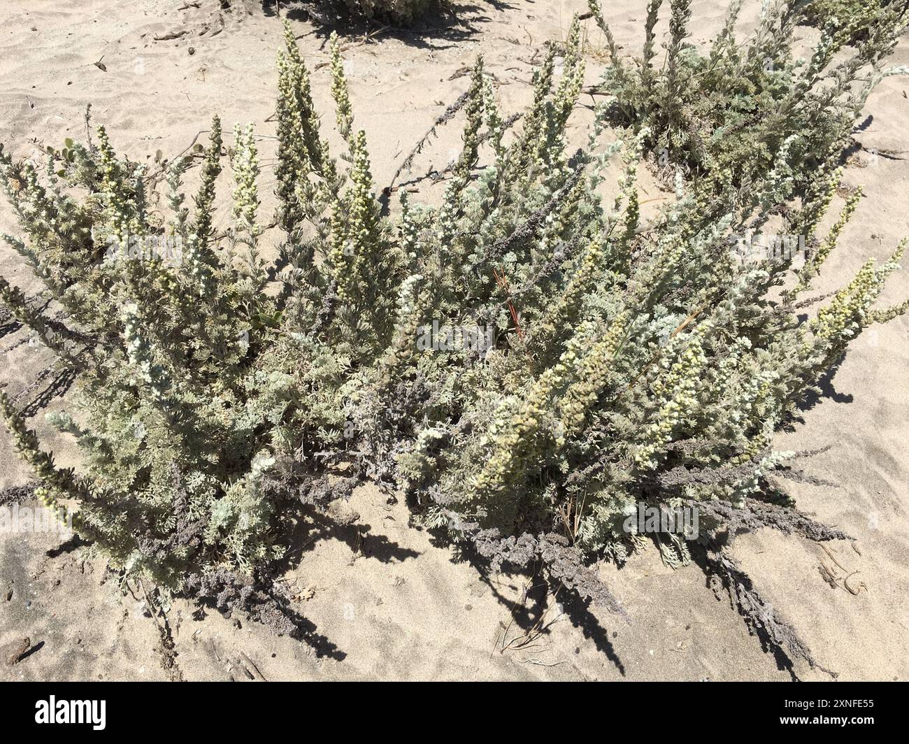 coastal sagewort (Artemisia pycnocephala) Plantae Stock Photo - Alamy