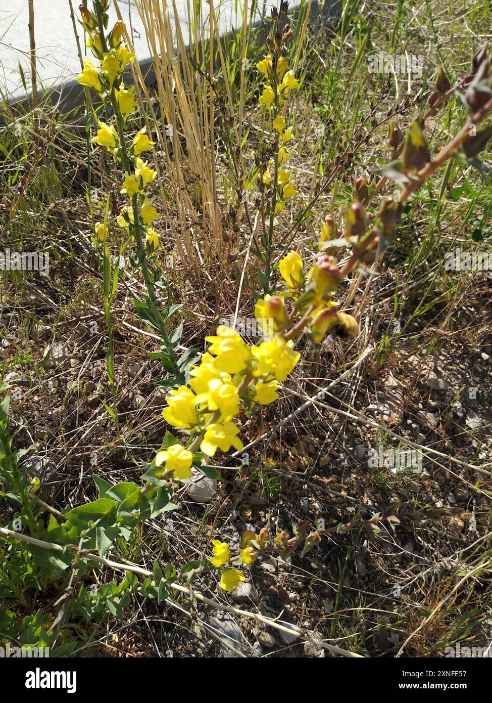Balkan toadflax (Linaria dalmatica) Plantae Stock Photo - Alamy