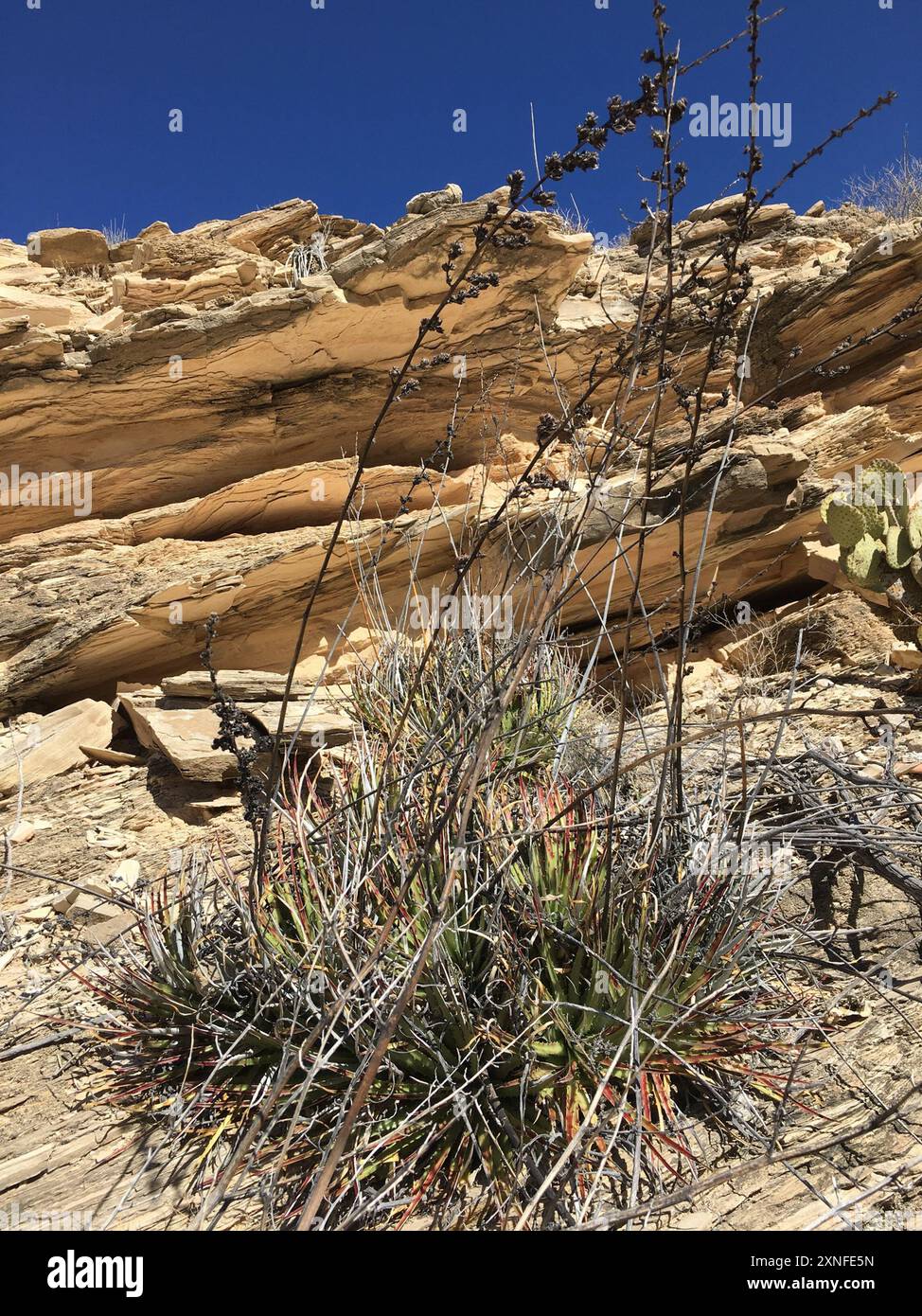 Texas False Agave (Hechtia texensis) Plantae Stock Photo - Alamy