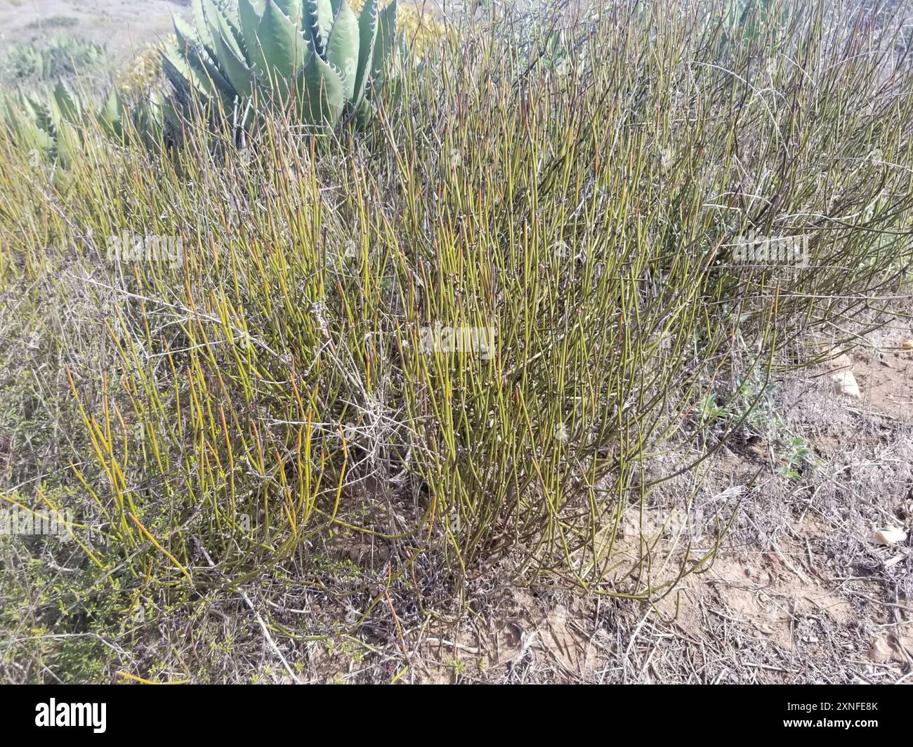 California Jointfir (Ephedra californica) Plantae Stock Photo - Alamy