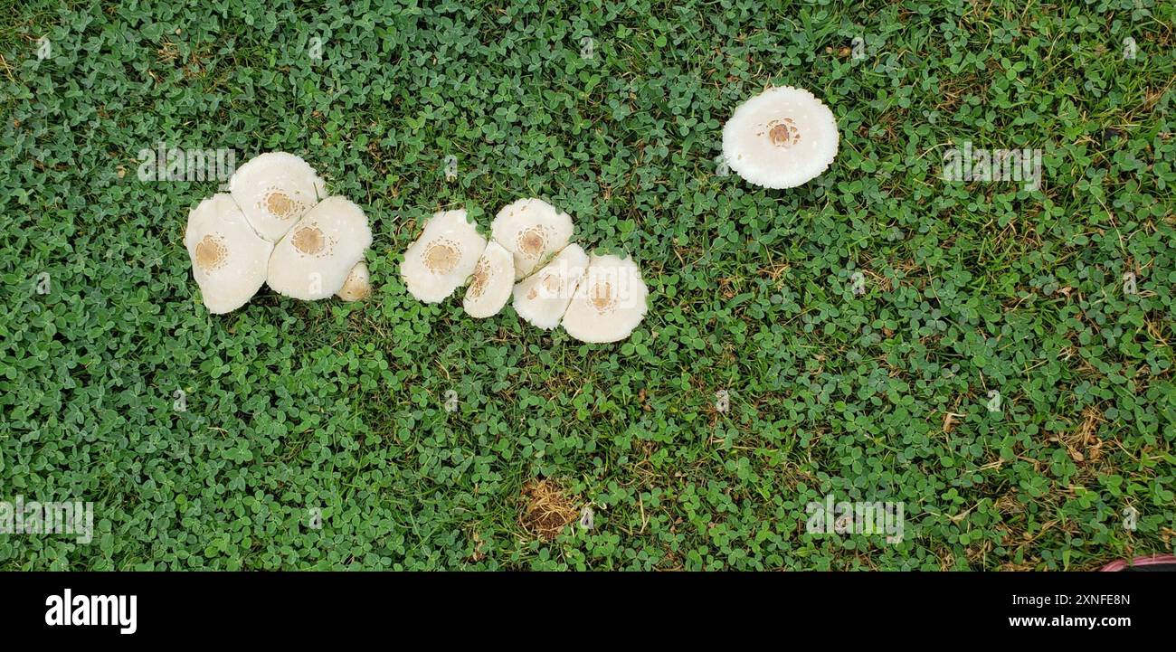 green-spored parasol (Chlorophyllum molybdites) Fungi Stock Photo - Alamy