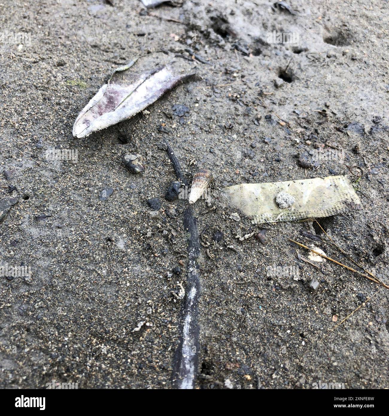 (Cerithidea rhizophorarum) Mollusca Stock Photo - Alamy