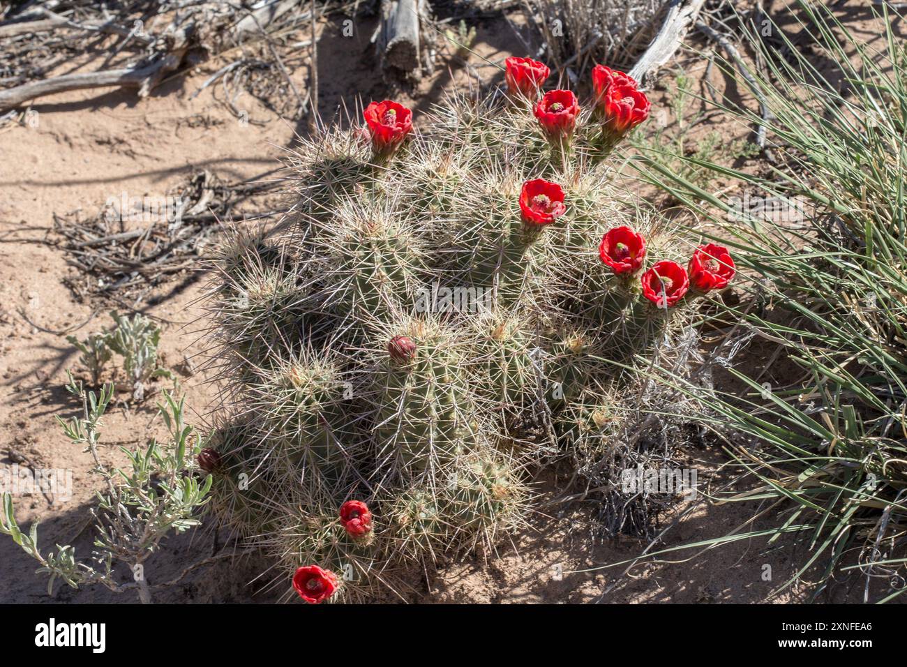 Scarlet Hedgehog Cactus (Echinocereus coccineus coccineus) Plantae ...