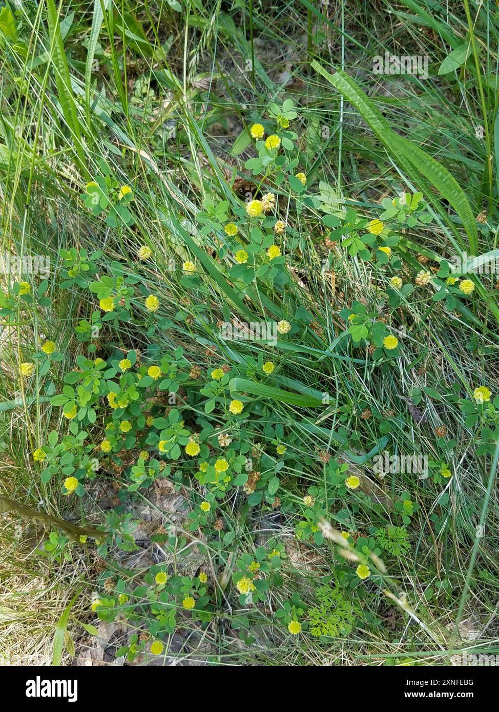 hop trefoil (Trifolium campestre) Plantae Stock Photo - Alamy
