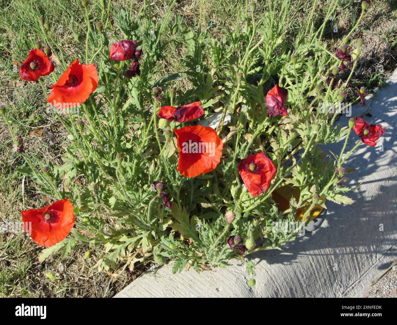 poppies (Papaver) Plantae Stock Photo - Alamy