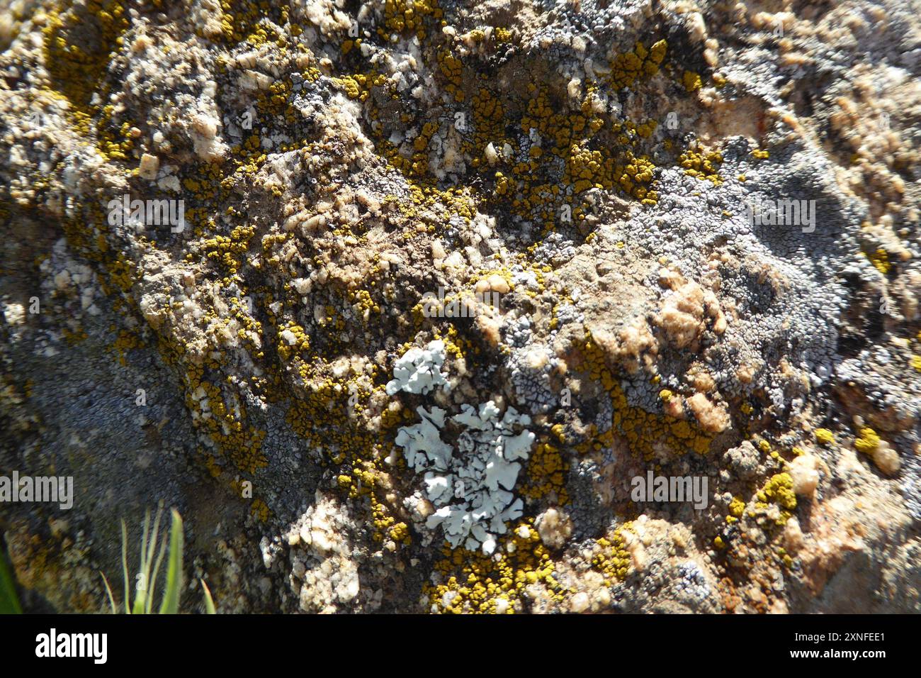 Candleflame Lichen (Candelaria concolor) Fungi Stock Photo - Alamy