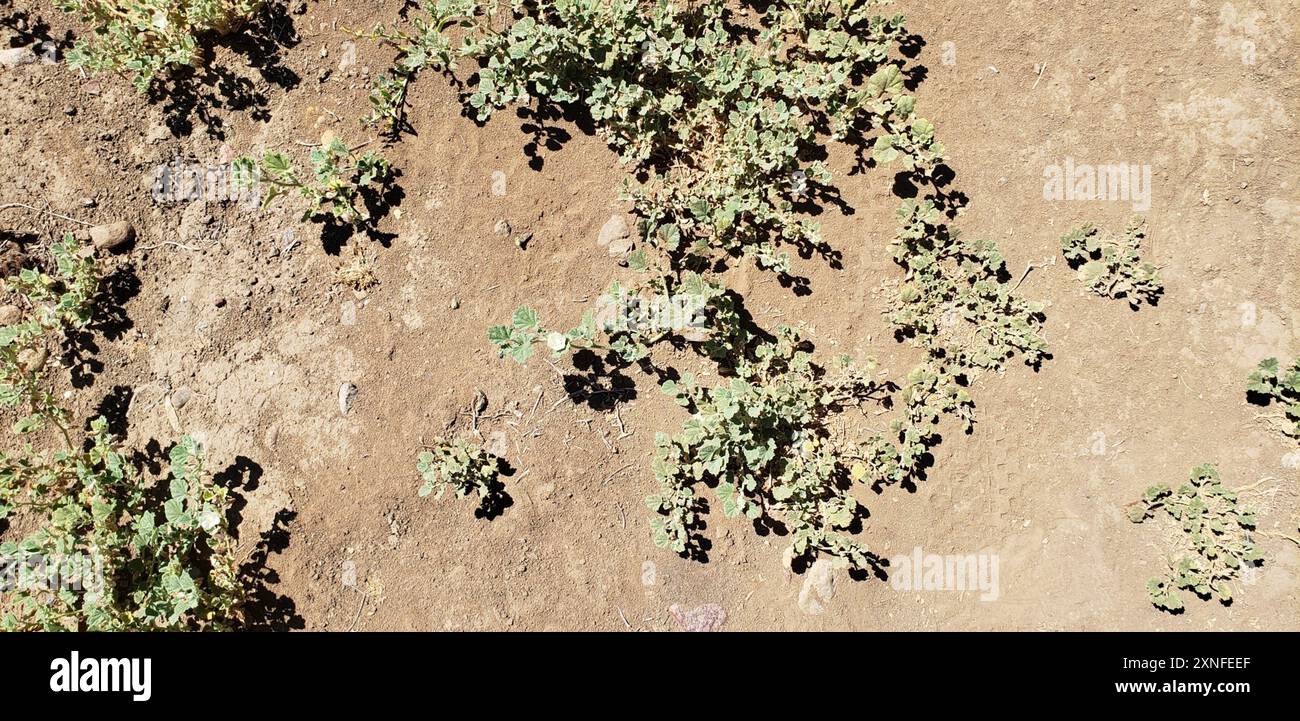 alkali mallow (Malvella leprosa) Plantae Stock Photo - Alamy