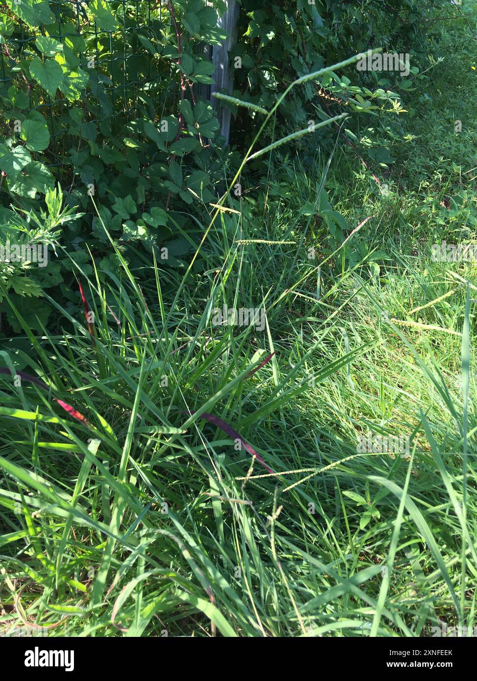 Field Paspalum (Paspalum laeve) Plantae Stock Photo - Alamy
