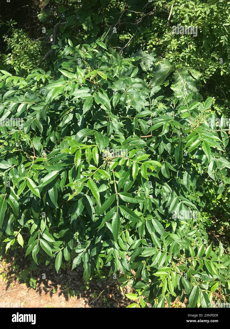 shining sumac (Rhus copallinum) Plantae Stock Photo - Alamy