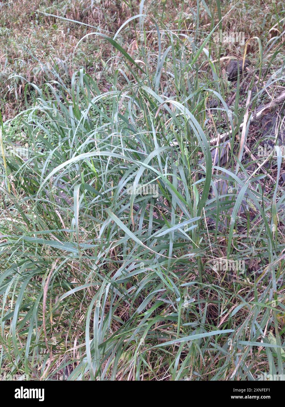 switchgrass (Panicum virgatum) Plantae Stock Photo - Alamy