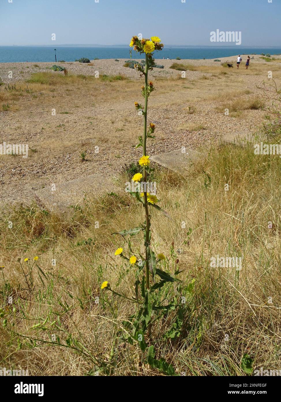 Hawkweed Oxtongue (Picris hieracioides) Plantae Stock Photo - Alamy