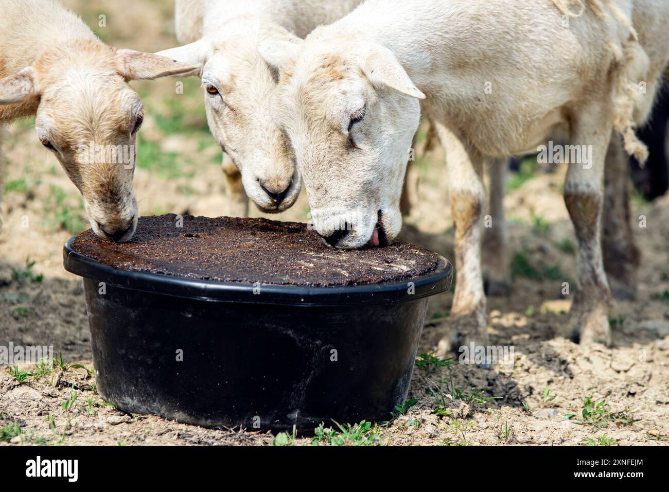 Close up of three Katahdin hair sheep eating a protein supplement in a ...