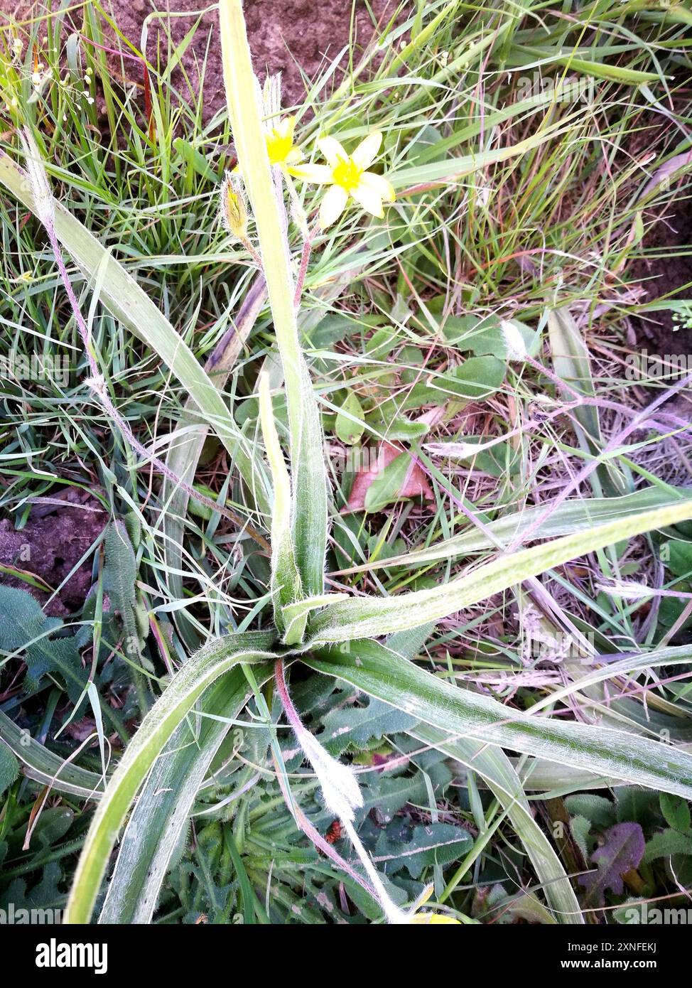 Stargrasses and allies (Hypoxidaceae) Plantae Stock Photo - Alamy