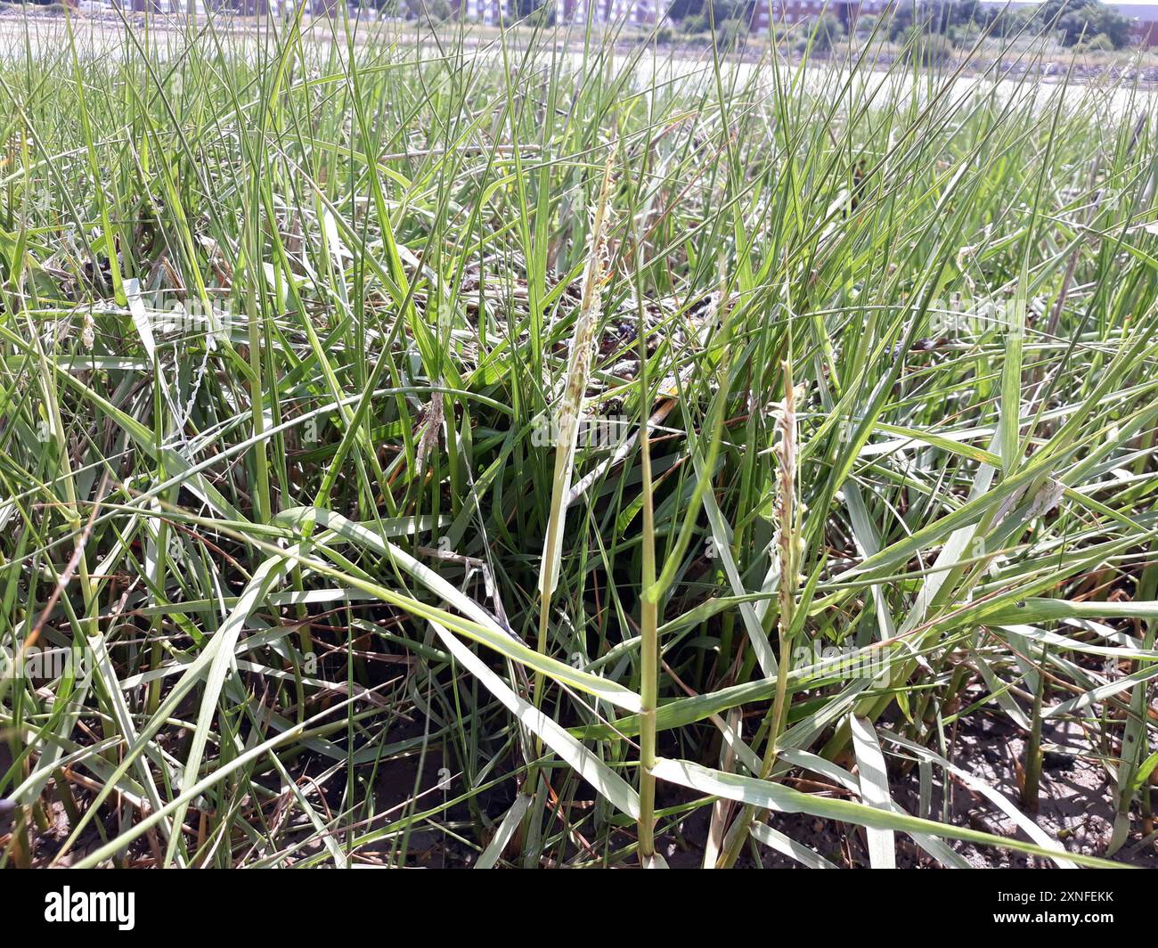 common cordgrass (Sporobolus anglicus) Plantae Stock Photo - Alamy