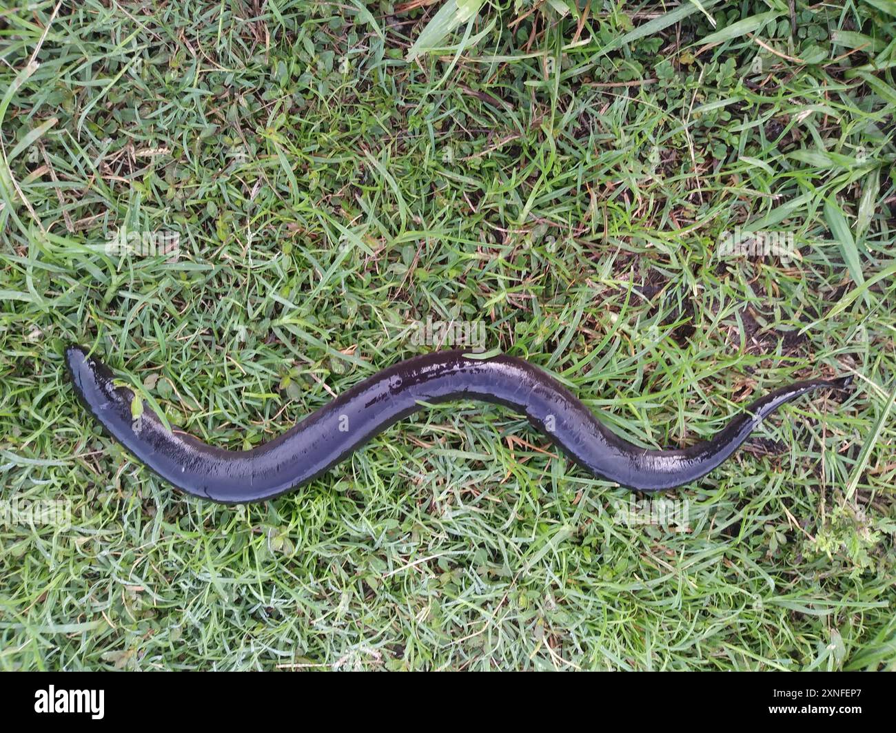 Two-toed Amphiuma (Amphiuma means) Amphibia Stock Photo - Alamy