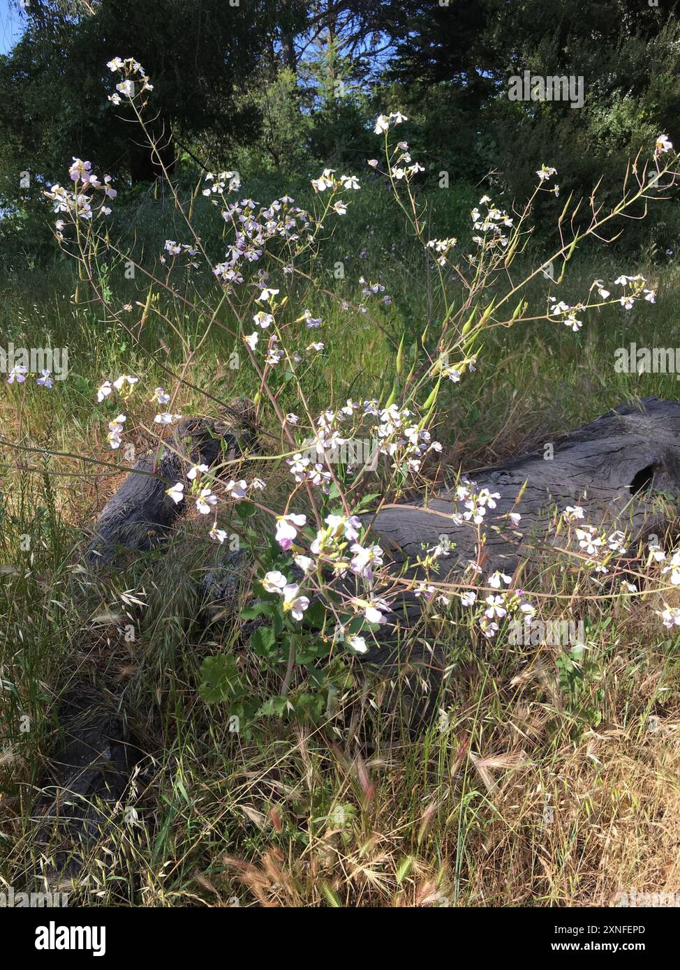 wild and domestic radish (Raphanus raphanistrum sativus) Plantae Stock ...