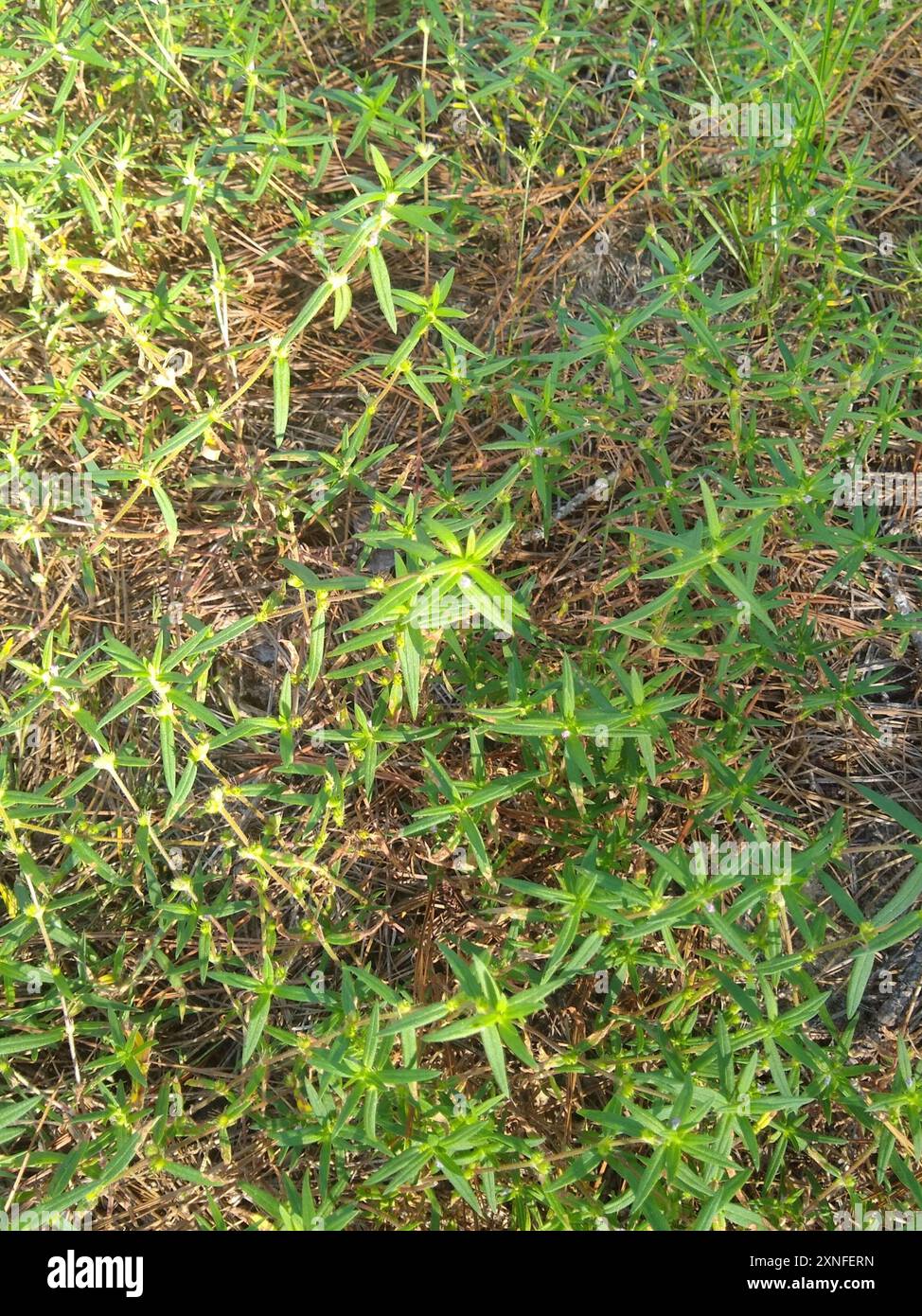 rough buttonweed (Hexasepalum teres) Plantae Stock Photo - Alamy