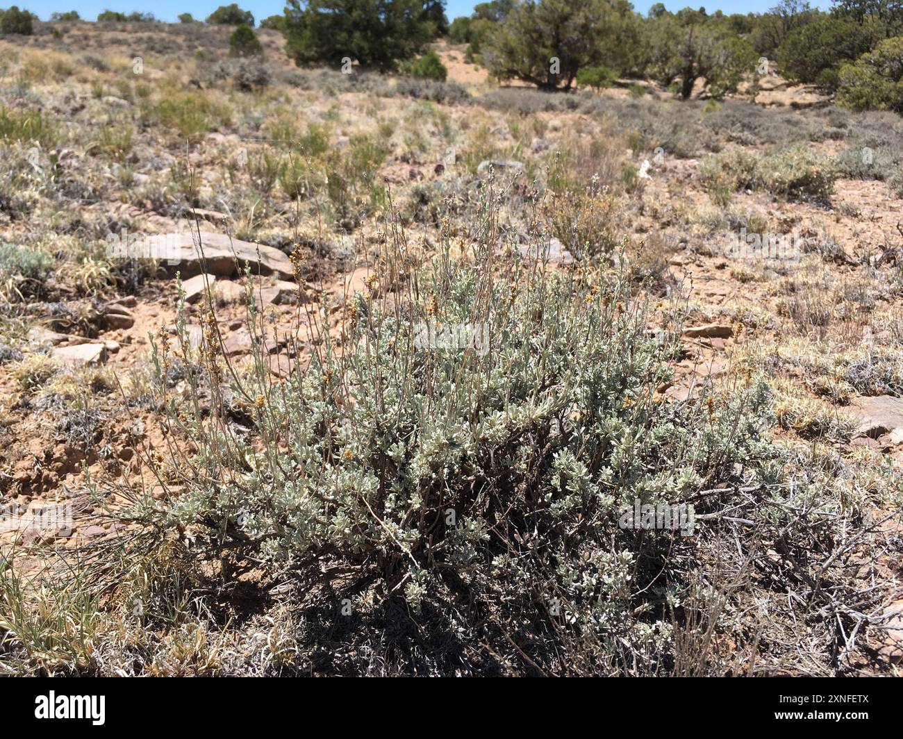 Black Sagebrush (Artemisia nova) Plantae Stock Photo - Alamy