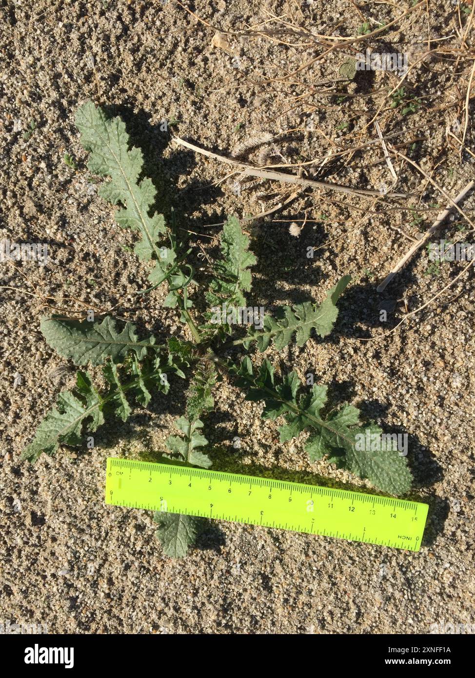 Saharan Mustard (Brassica tournefortii) Plantae Stock Photo - Alamy
