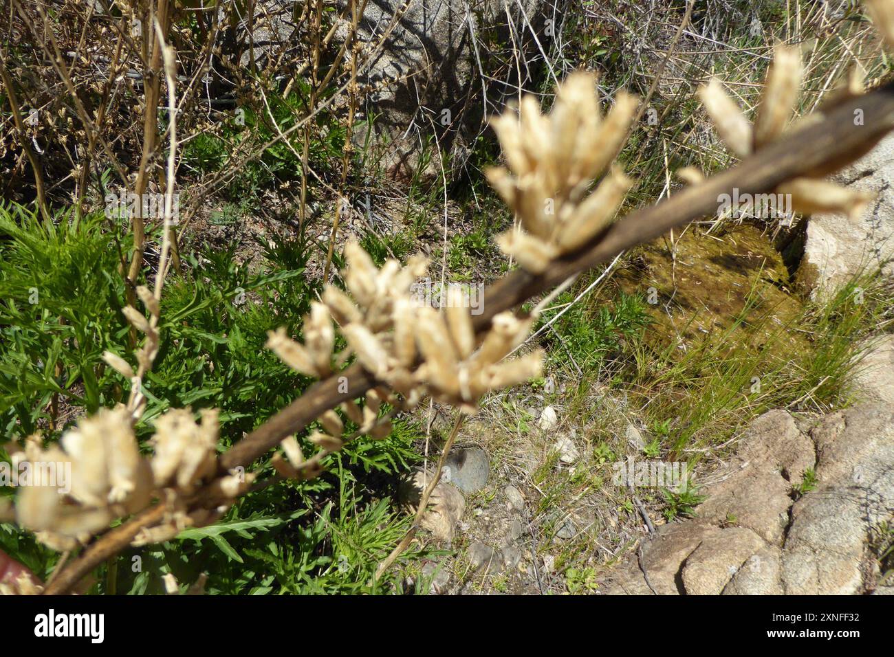 durango root (Datisca glomerata) Plantae Stock Photo - Alamy