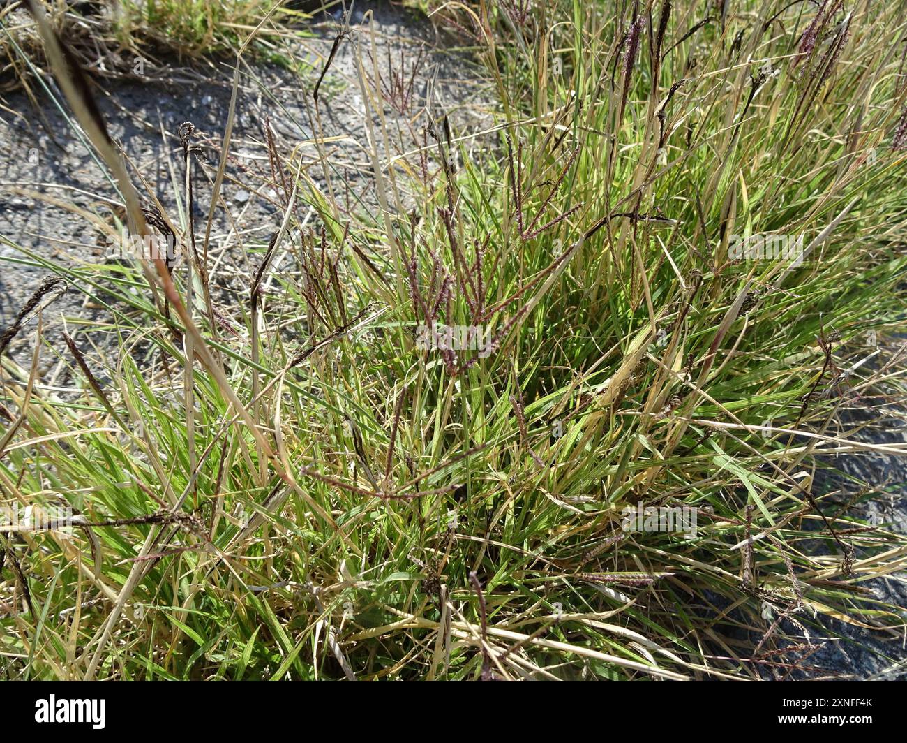 Bermuda grass (Cynodon dactylon) Plantae Stock Photo - Alamy