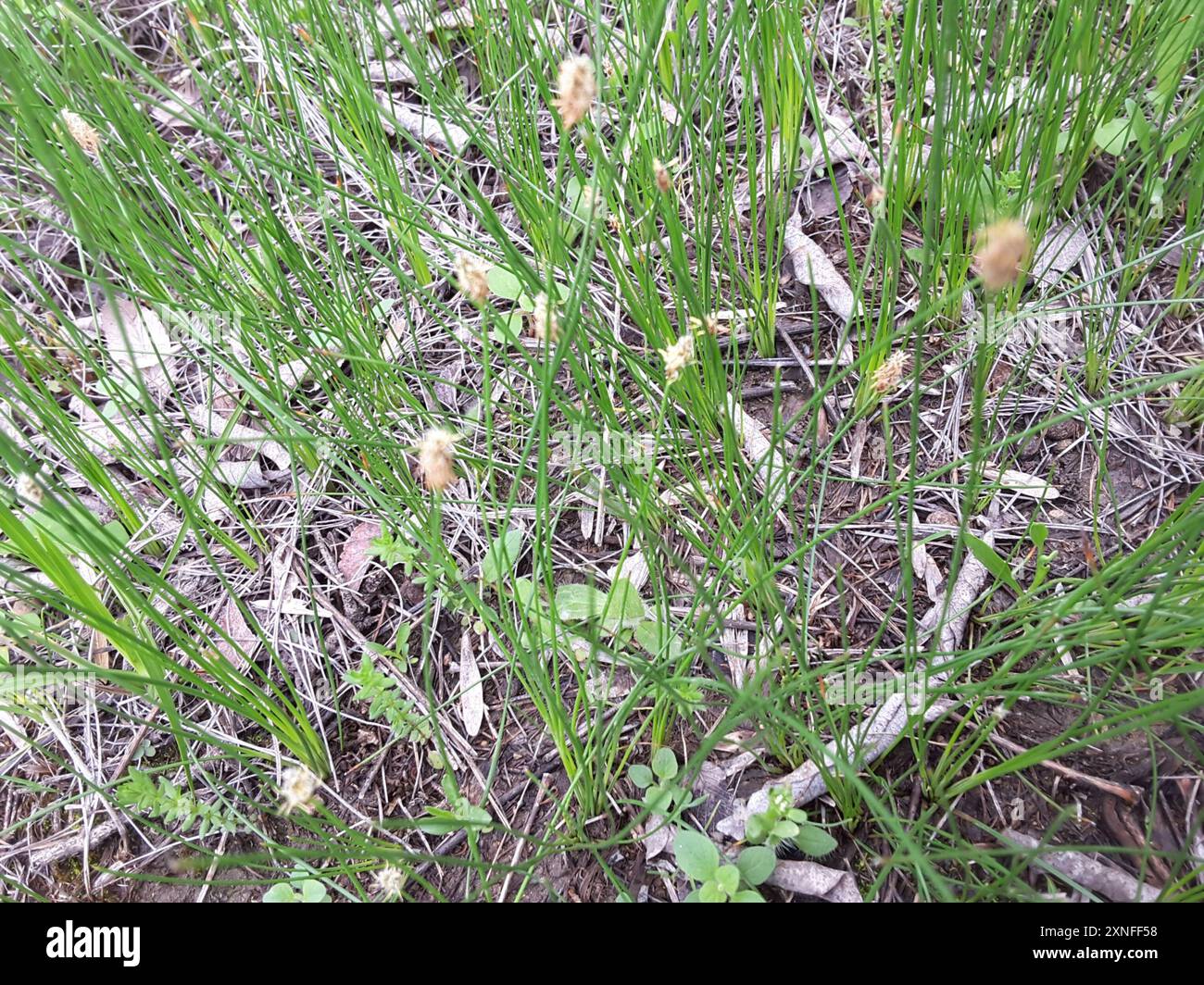 spikerushes (Eleocharis) Plantae Stock Photo - Alamy