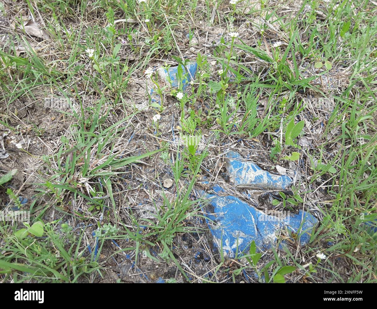corn gromwell (Buglossoides arvensis) Plantae Stock Photo - Alamy