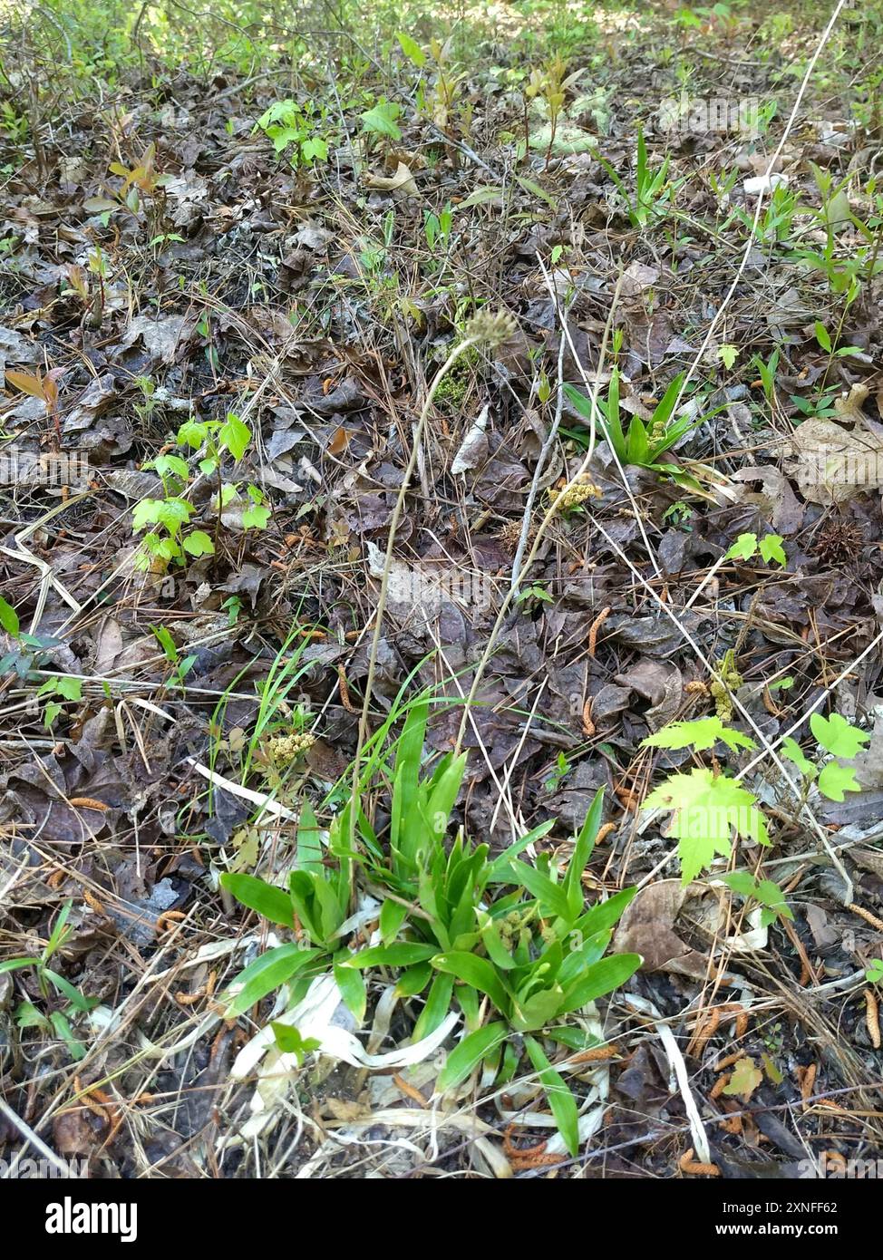 White-tubed Colicroot (Aletris farinosa) Plantae Stock Photo - Alamy